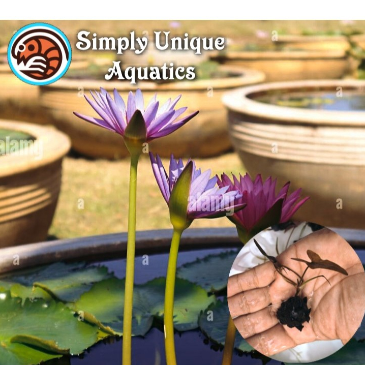 Water Lotus bulb (with sprouting leaves) for Ponds & Aquariums | Shopee ...