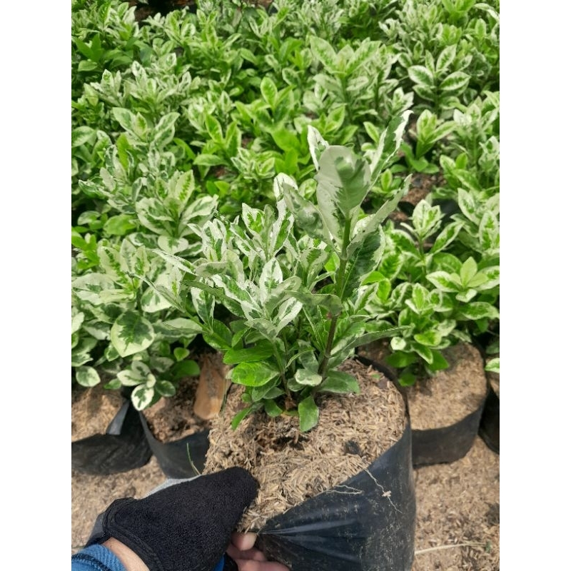 VARIEGATED ROSAL FLOWERING PLANT | Shopee Philippines