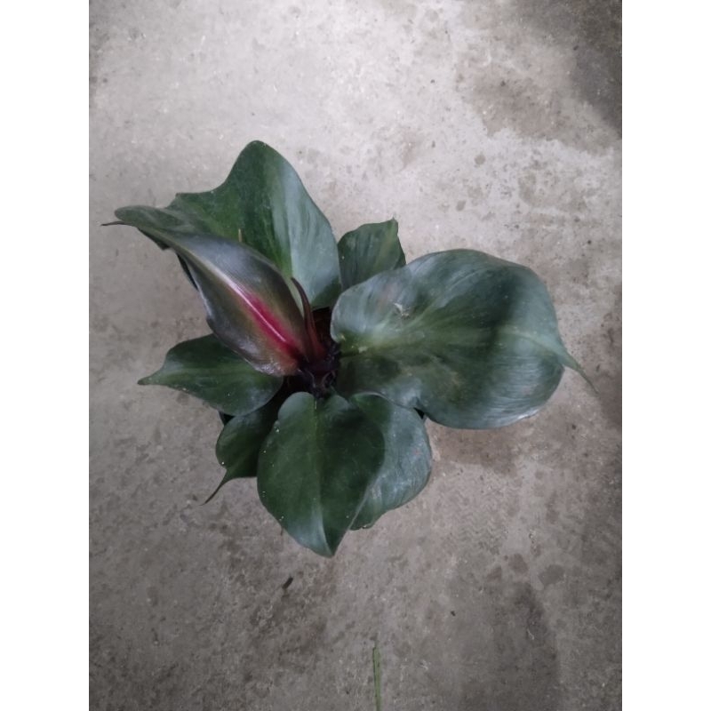 Philo Red Heart (garden decor) | Shopee Philippines