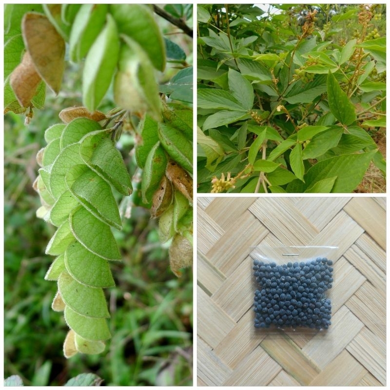 Flemingia Forage Grass Seeds | Shopee Philippines