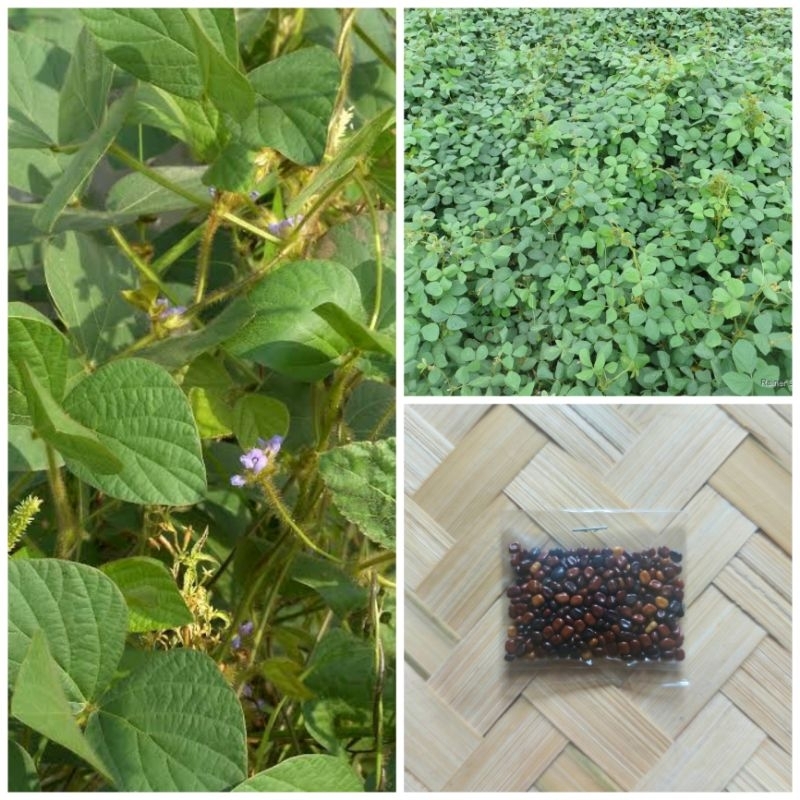 Calopo Forage Grass Seeds | Shopee Philippines