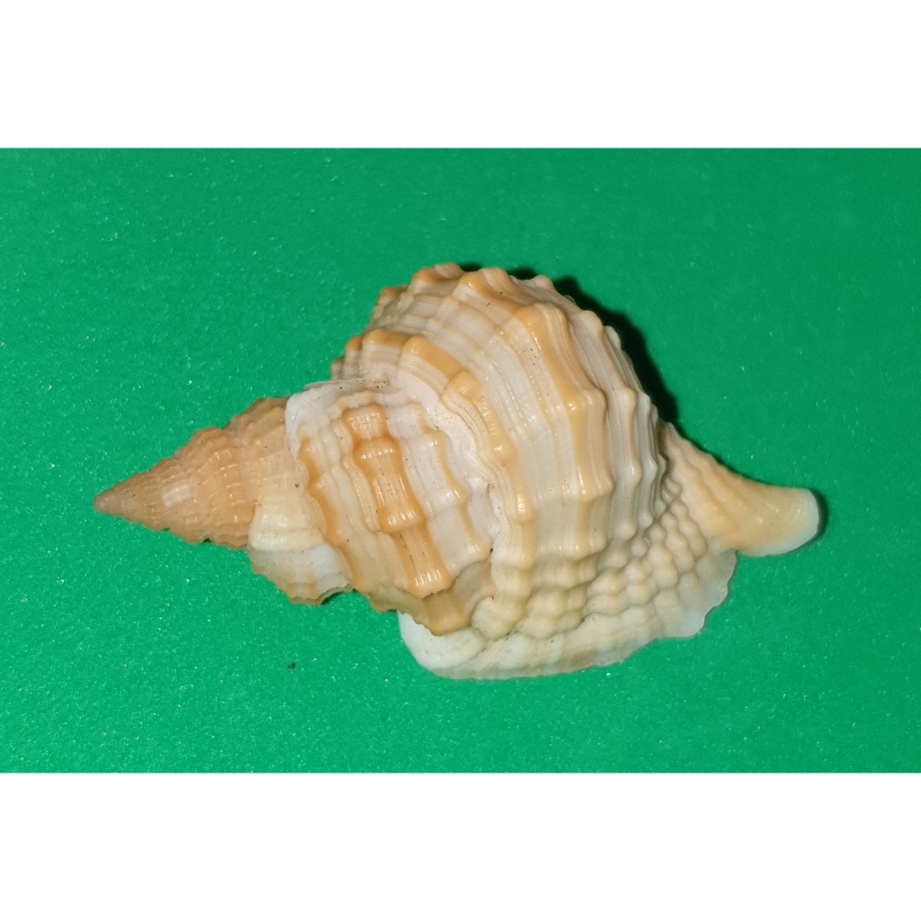 Seashell for collection. DISTORSIO DECIPIENS. | Shopee Philippines
