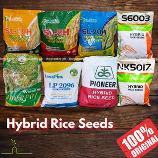 Hybrid Rice Seeds - LONG PING JACKPOT PIONEER HATAO | Shopee Philippines
