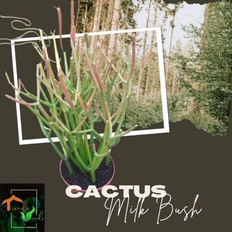 Cactus Milk Bush in a Pot for House and Garden Decorations | Shopee ...
