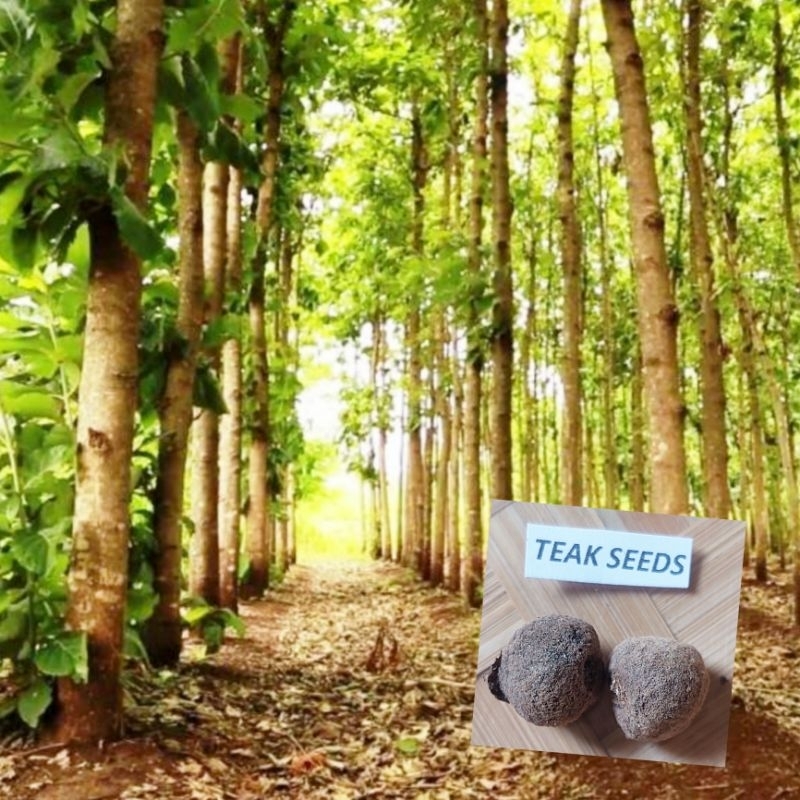 Teak Tree Seeds (2Pcs/Pack) | Shopee Philippines