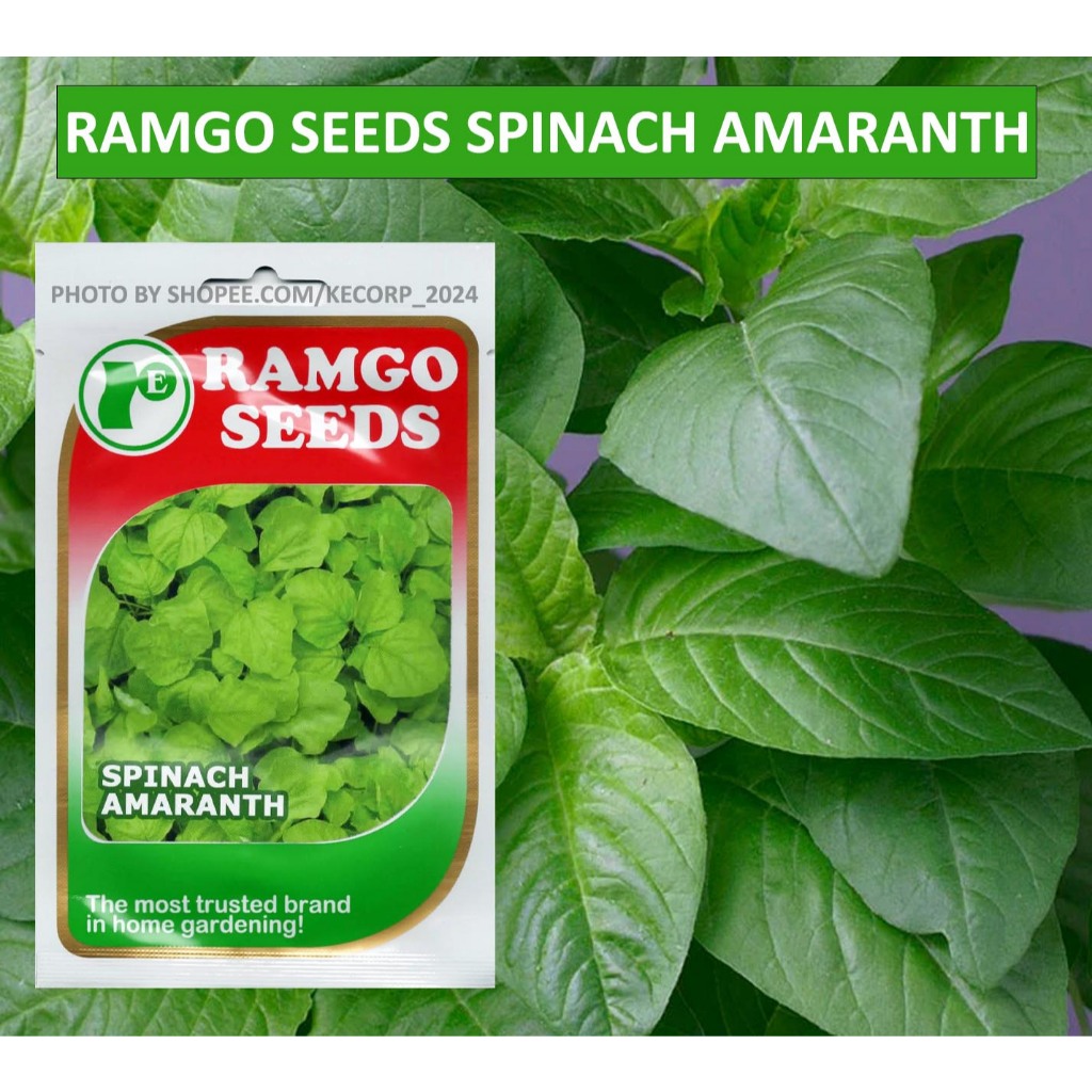 Ramgo RPO Seeds SPINACH AMARANTH 3g_kc241207 | Shopee Philippines