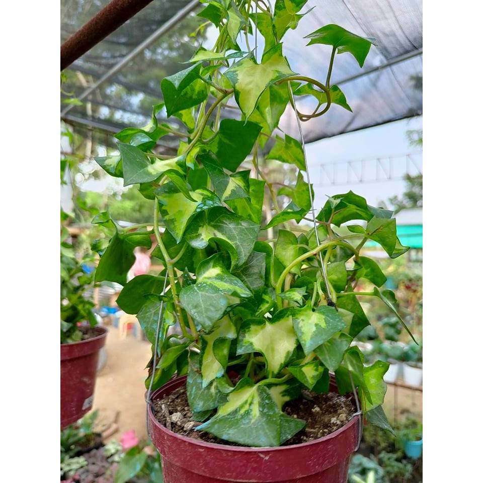 Variegated German Ivy with FREE garden soil, plastic pot and marble ...