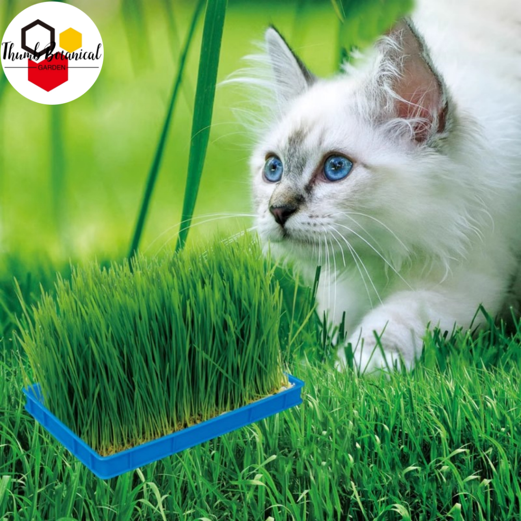 ( 200seeds ) Natural CAT GRASS Seeds - 100% Organic, Non-GMO | Shopee ...