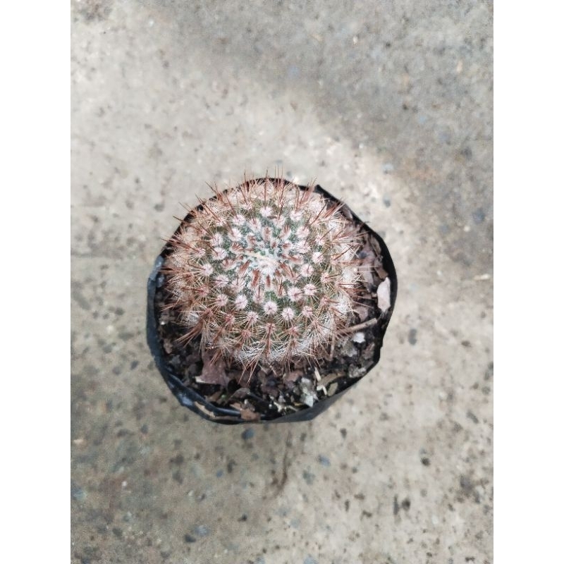 Fireball cactus (garden decor) | Shopee Philippines