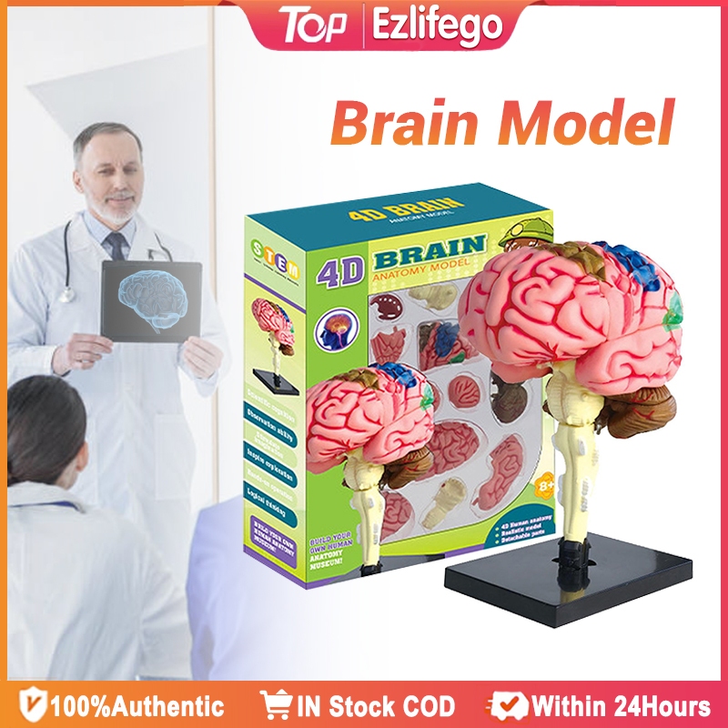 Professional Brain Model for Learning Science Classroom Study Display ...