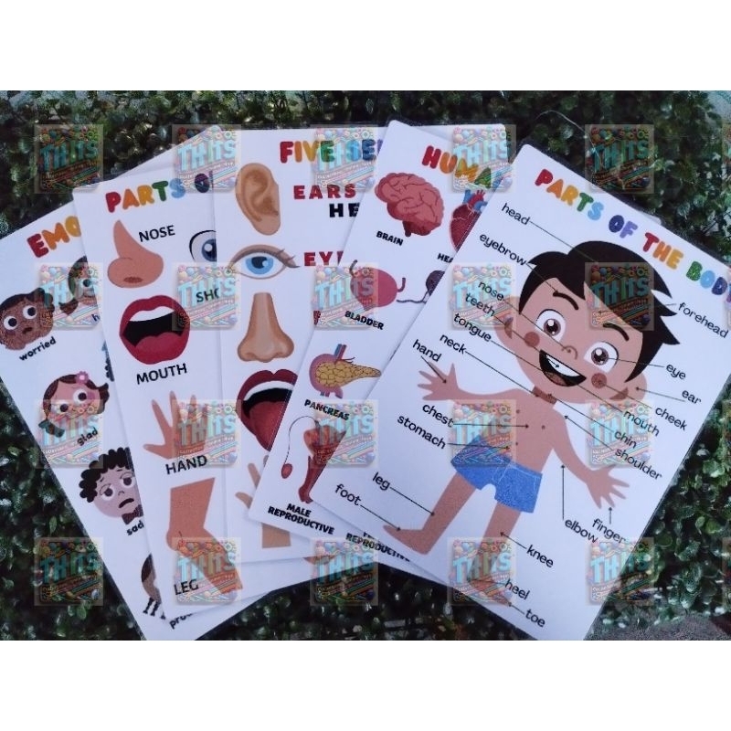 EDUCATIONAL CHART LAMINATED A4 SIZE | Shopee Philippines