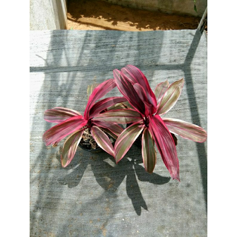 Cordyline Ti Plant Pink splash: live plants | Shopee Philippines