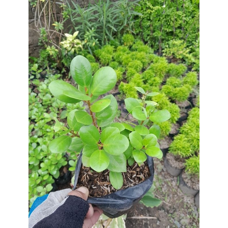 FICUS NANA (FOR SALE) | Shopee Philippines