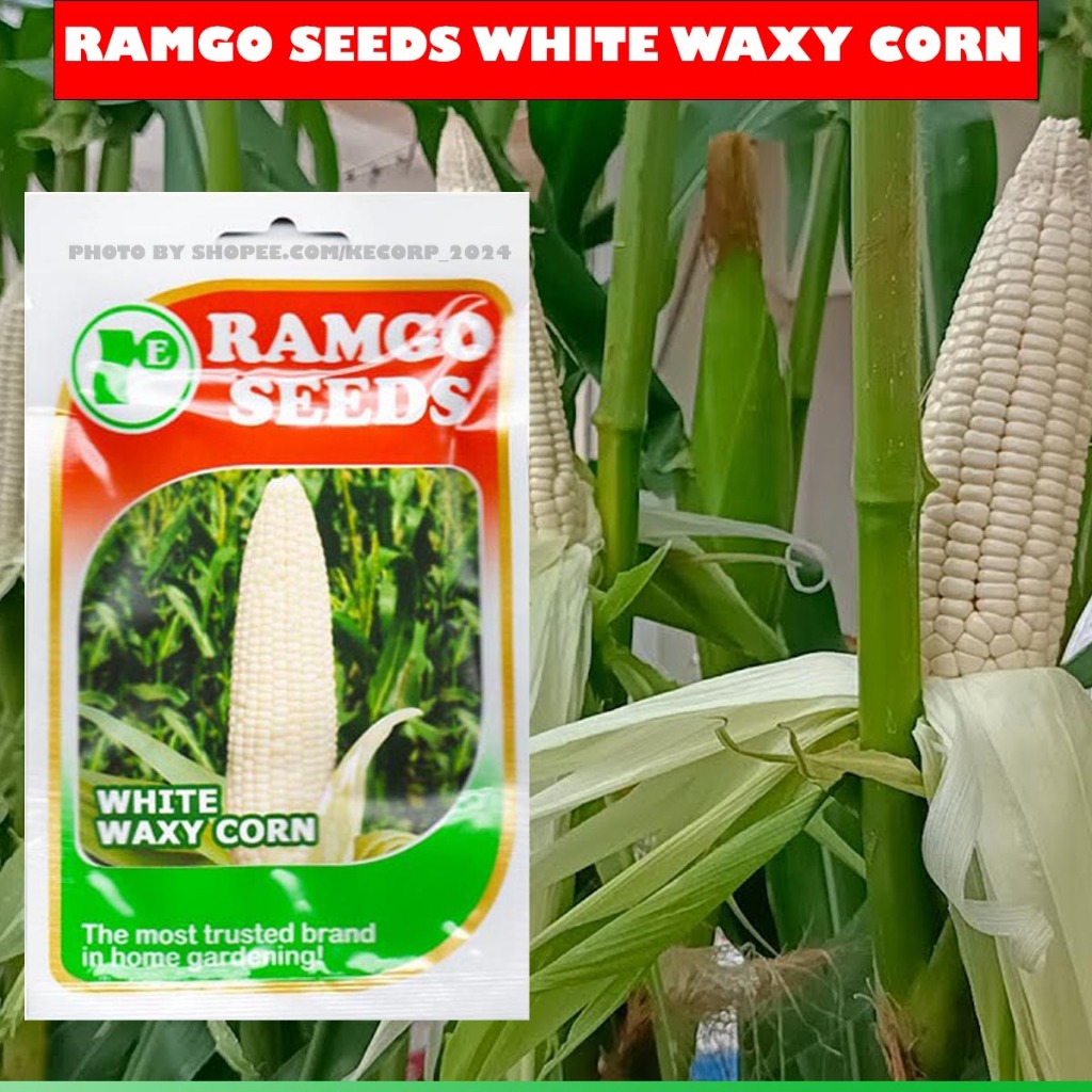 Ramgo RPO Seeds White Waxy Corn 6 grams_kc241207 | Shopee Philippines