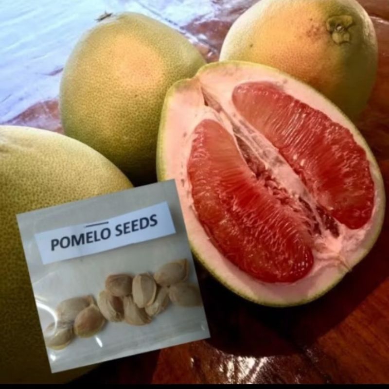 Pink Pomelo Suha Seeds for Planting(10seeds per pack) | Shopee Philippines