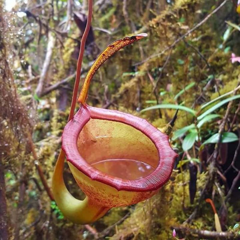 Nepenthes Jamban SEEDS (Highland) | Shopee Philippines