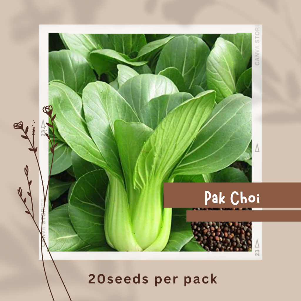 PAK CHOI Seeds (20 seeds) for Planting / Gardening | Shopee Philippines