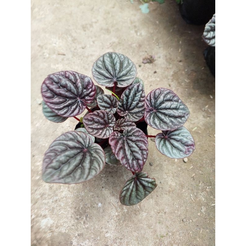 PEPEROMIA CAPERATA (Emerald Ripple Red) | Shopee Philippines