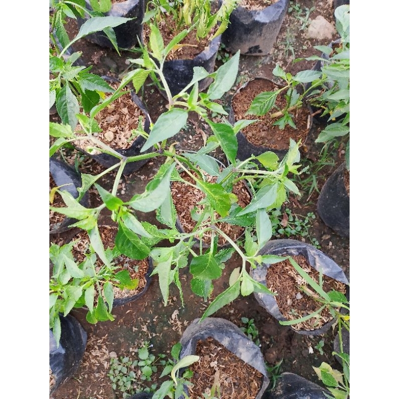 Khingpaul12 seeds repack Chili Pangsigang rooted seedling | Shopee ...