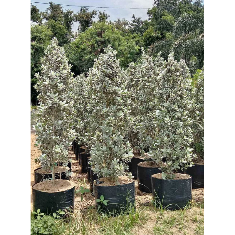 BUY 1 TAKE 1 ‼️ SILVER BUTTON PLANT SMALL SIZE | Shopee Philippines