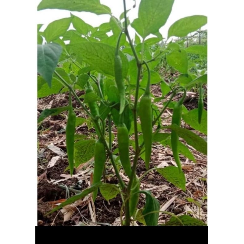 Siling green or siling haba/siling panigang,seeds for planting new ... Siling green or siling haba/siling panigang,seeds for planting new ...