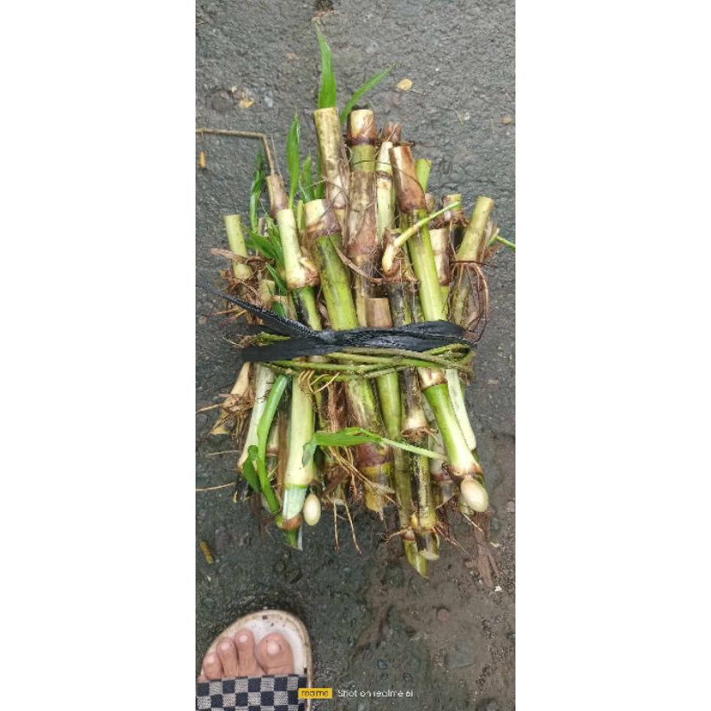 Pachong Napier 15pcs | Shopee Philippines