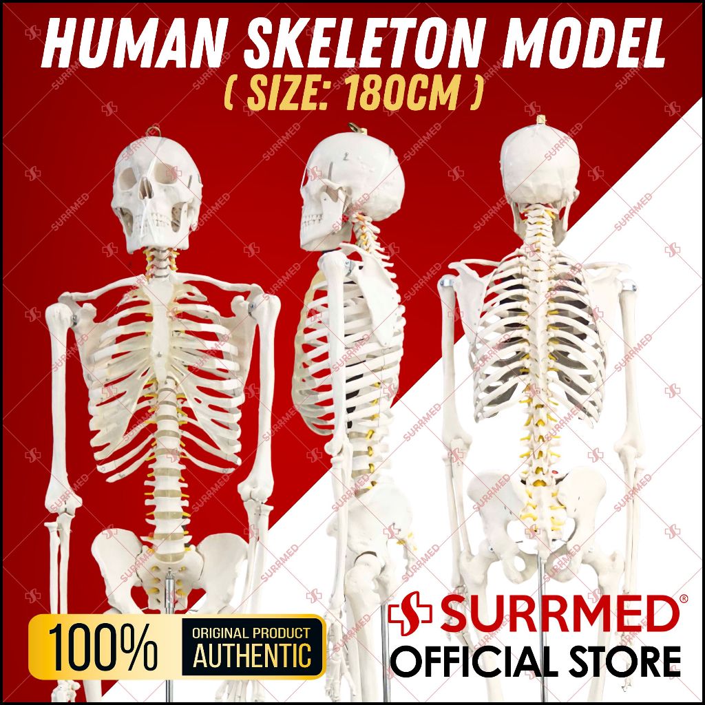 SURRMED Life-Size Human Skeleton Model | 180cm Anatomical Teaching Aid ...