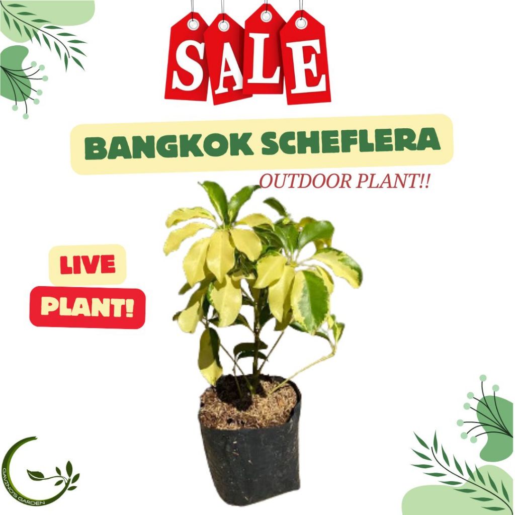 Bangkok Schefflera - Tropical Elegance - Outdoor Plant/LIVE PLANT ...