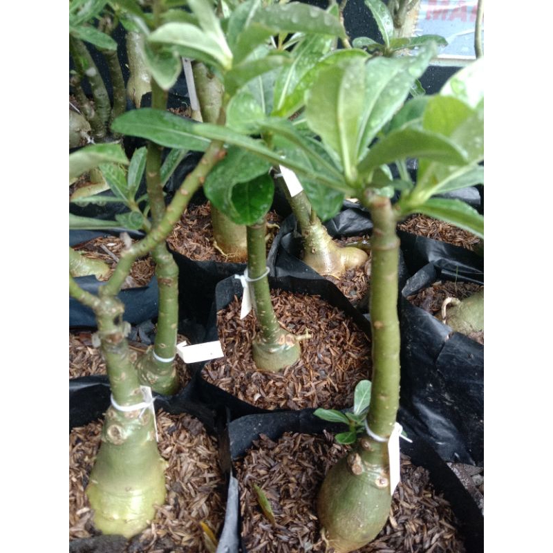 Quality Grafted Adenium pots | Shopee Philippines