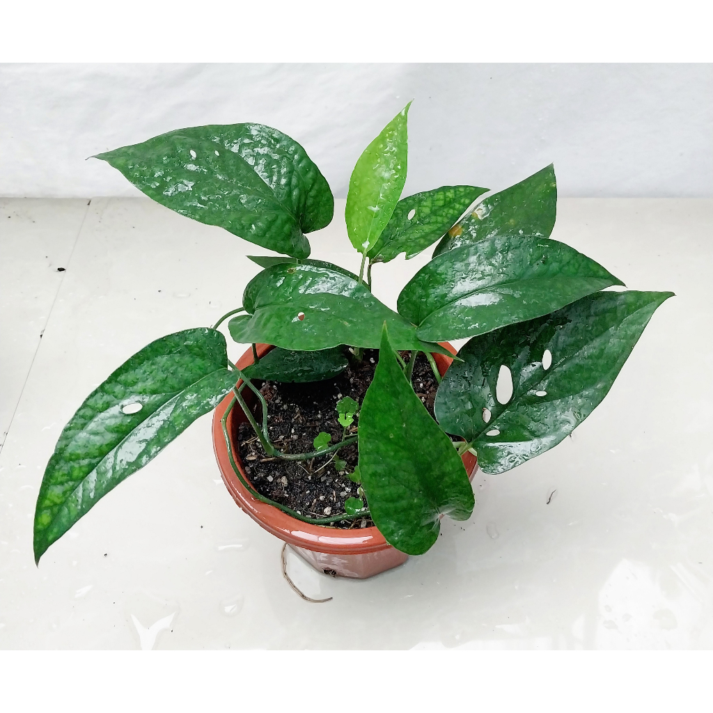 Amydrium medium green ( Spiderman monstera ) | Shopee Philippines