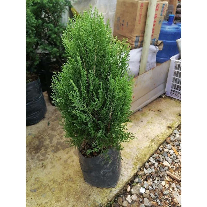 (Big pot Fan Cypress) | Shopee Philippines