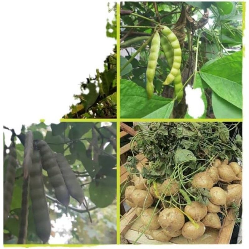 Singkamas Seeds for Planting(5 seeds) | Shopee Philippines