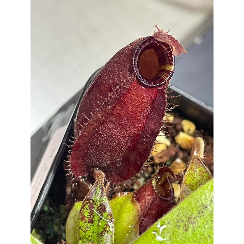 Ampullaria Dark red form pitcher plant cuttings only | Shopee Philippines