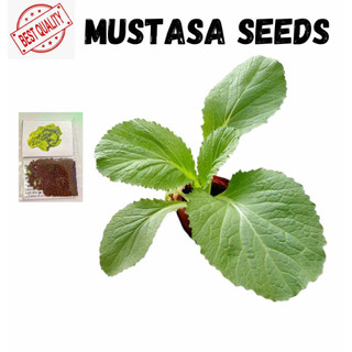 Mustasa Monteverde 1000 SEEDS - (1pack) | Shopee Philippines