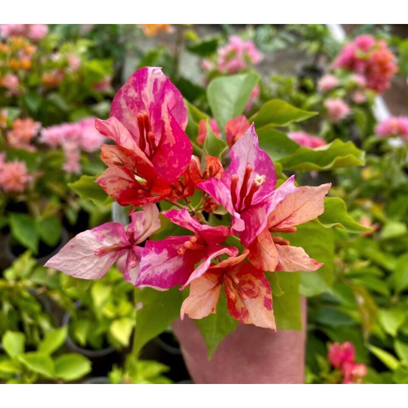 BOUGAINVILLEA ROOTED ARJUNA MEDIUM (tricolor flowers) | Shopee Philippines
