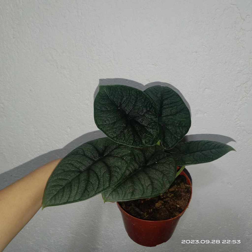 ALOCASIA melo : Rare 'Healthy' 3- 4 leaves - Thick, Textured, Silvery ...