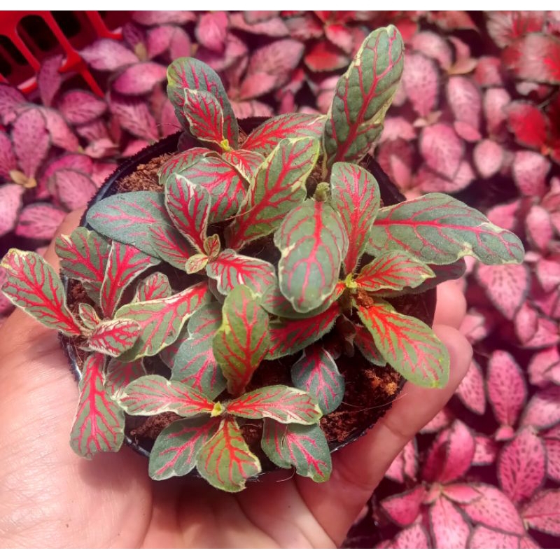 TOP RARE FITTONIA GRAY SENSATION/4 STEMS IN A POT!! | Shopee Philippines