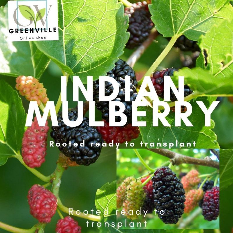 INDIAN HYBRID MULBERRY BUHAY NA AT MAY UGAT NA | Shopee Philippines