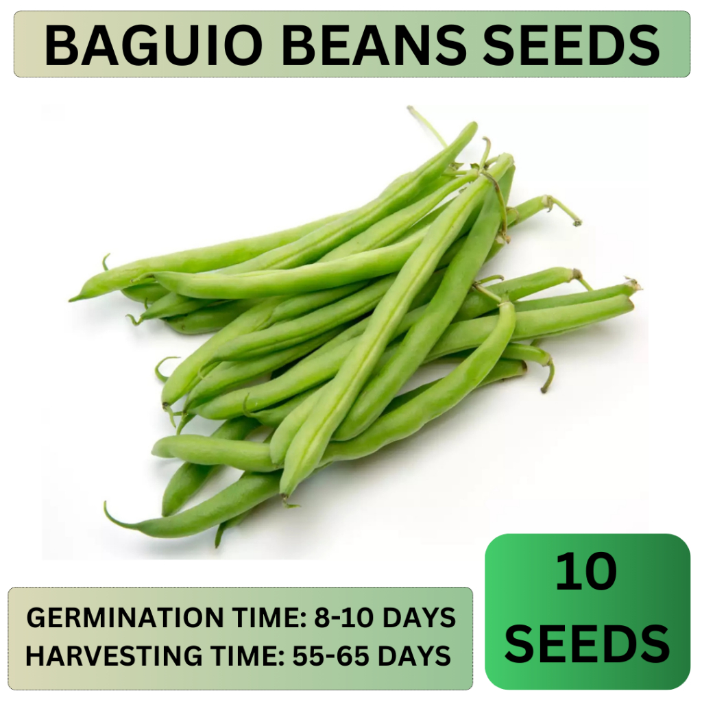 VALUE PACK - HIGH QUALITY VEGETABLE SEEDS/ALL KINDS OF BRANDED SEEDS ...