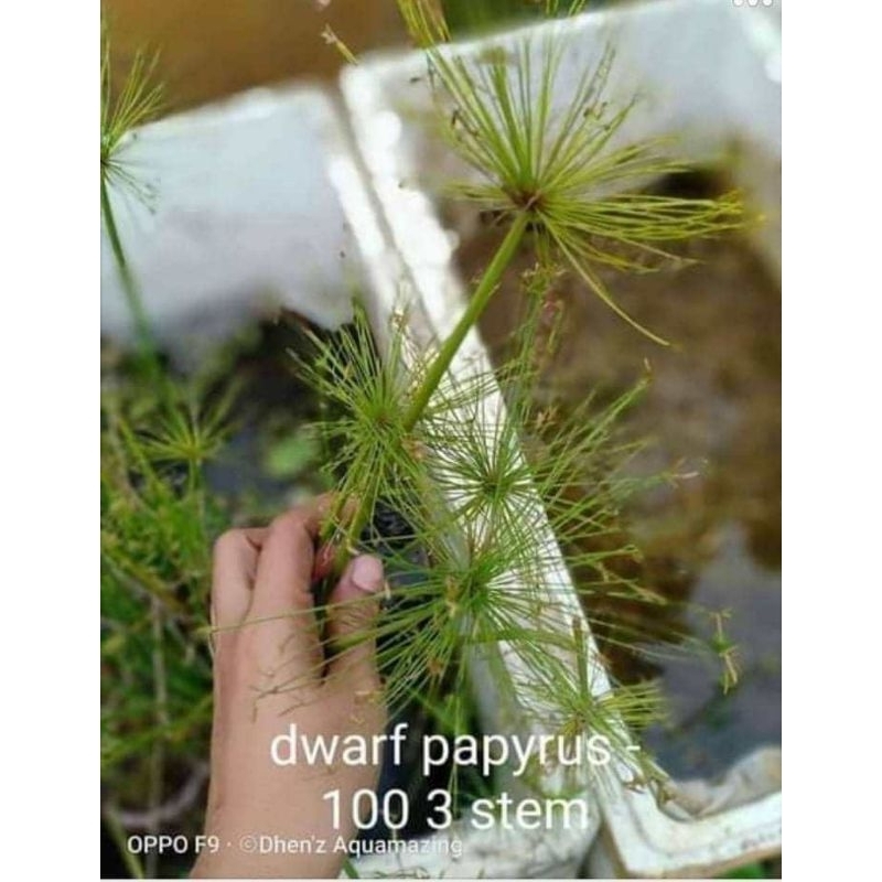 dwarf papyrus 15 stem (cutting) for aquarium and ponds decorations ...