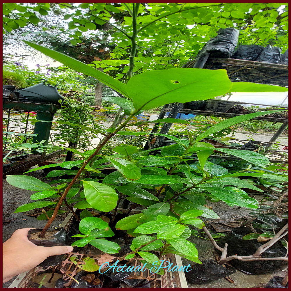 Talisay Live Plant "Umbrella Tree" Stable Plant | Shopee Philippines