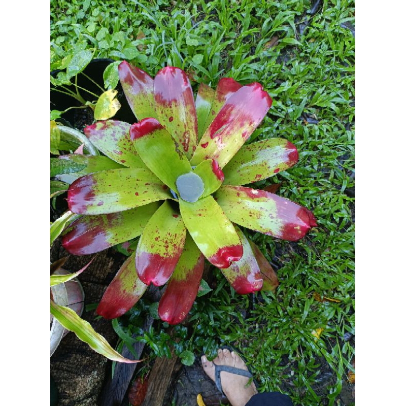 Bromeliad neoregelia johannis live plant | Shopee Philippines