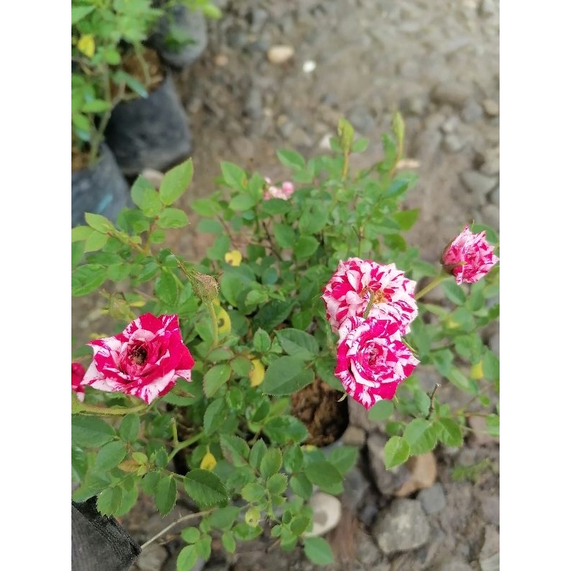 Pitimini rose (small pot) | Shopee Philippines