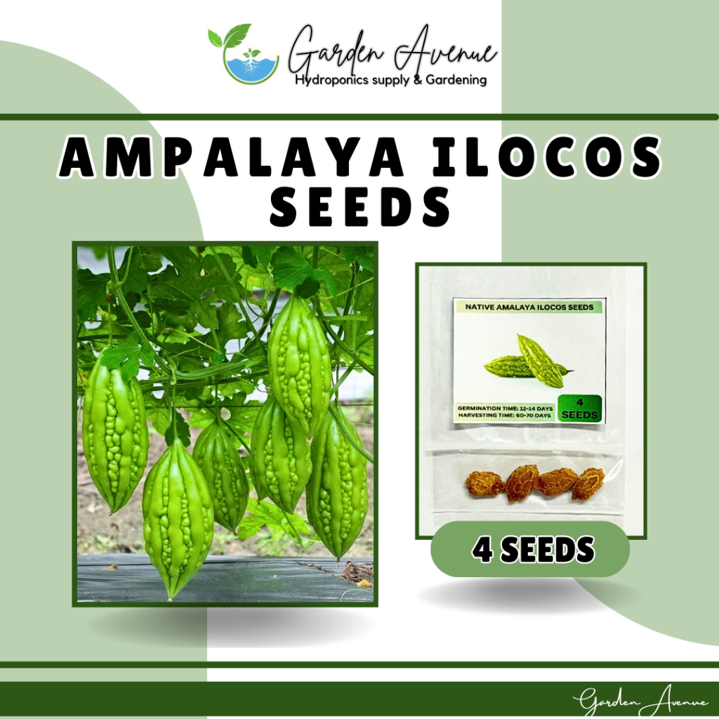 SULIT PACK! AMPALAYA ILOCOS (4 SEEDS) NATIVE SEED/ROUND BITTERGOURD ...