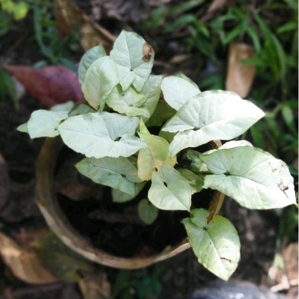 Syngonium Moonlight Bulbs (Luzon only) | Shopee Philippines