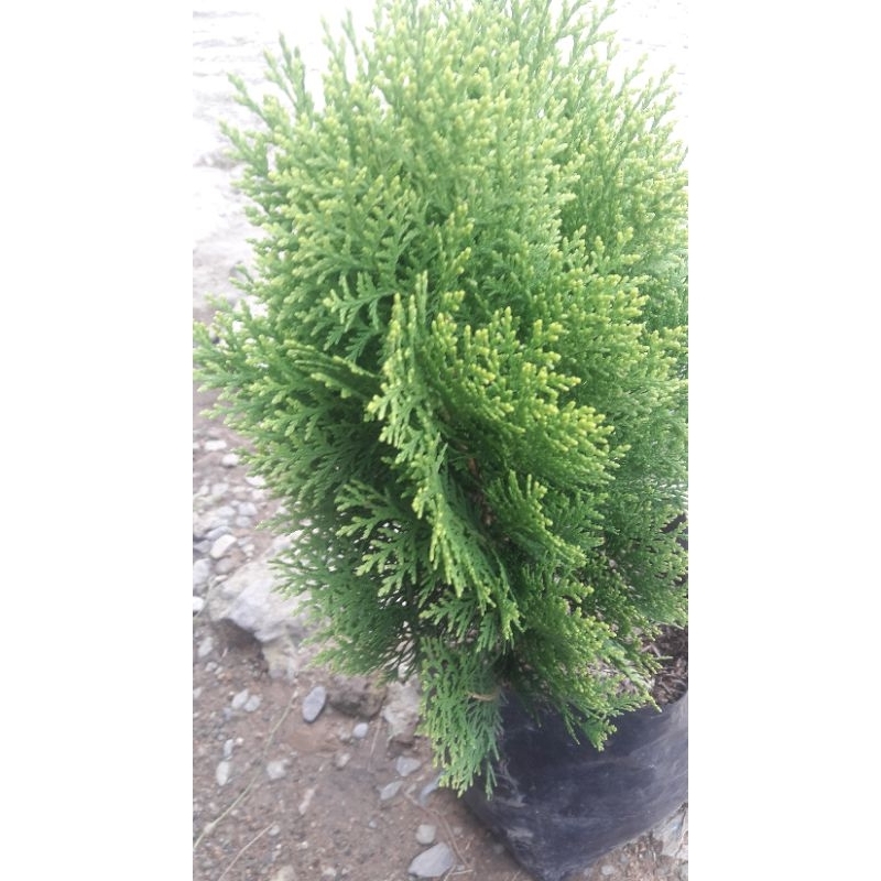 Fan cypress tree (medium size) | Shopee Philippines