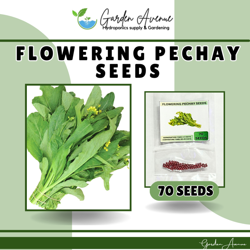 SULIT PACK! FLOWERING PECHAY/CHOY-SUM/CHINESE PECHAY (70 SEEDS) - FOR ...
