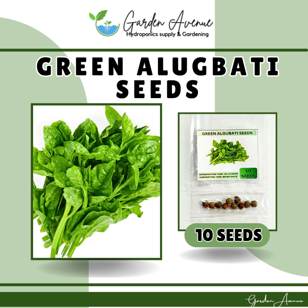 GREEN ALUGBATI SEEDS (10 SEEDS) - TAGALOG HYBRID/EASY TO GROW/SUPER ...