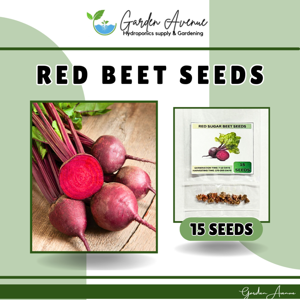 SULIT PACK! RED BEET SEEDS (15 SEEDS) - RED MAGIC/HYBRID/REMOLATSA/CAN ...