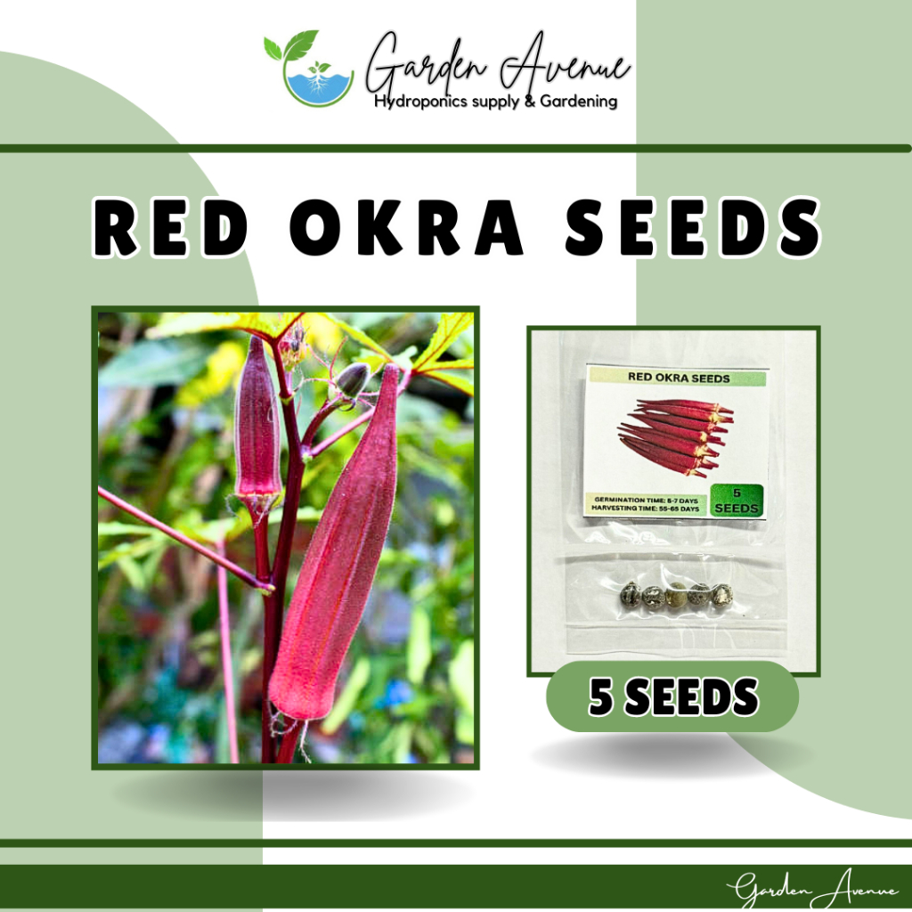 SULIT PACK! RED OKRA/RED RUBY (5 SEEDS) - HYBRID/EASY TO PLANT/EASY TO ...
